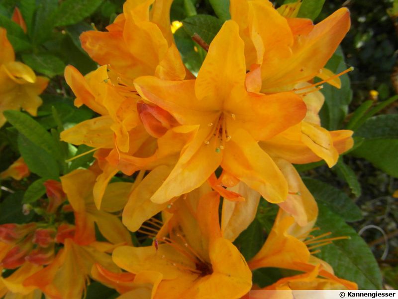 Azalée, Azalea : planter, cultiver, multiplier