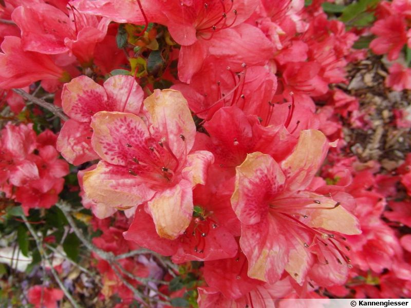 Azalée, Azalea : planter, cultiver, multiplier