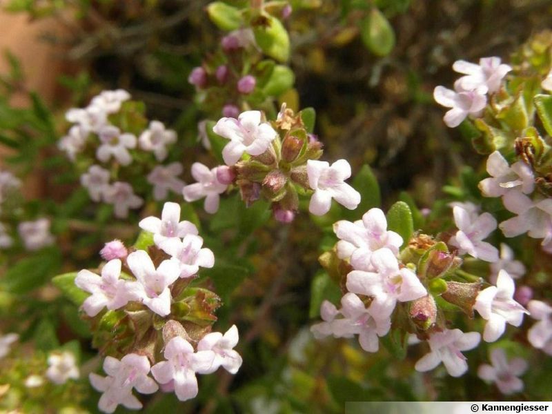 Thym : planter, cultiver, récolter