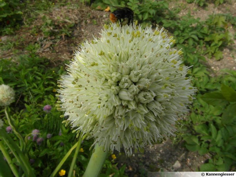 Oignon : planter, cultiver, récolter