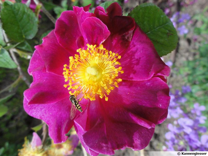 Rosier rugueux, Rosier du Japon, Rosa rugosa : planter, cultiver ...