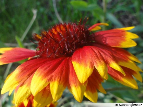 Gaillarde, Gaillardia : planter, cultiver, multiplier