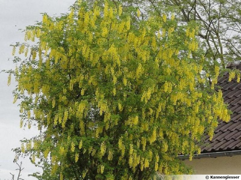 Cytise commun, Laburnum vulgare, Aubour, Faux ébénier, Bois de Lièvre ...