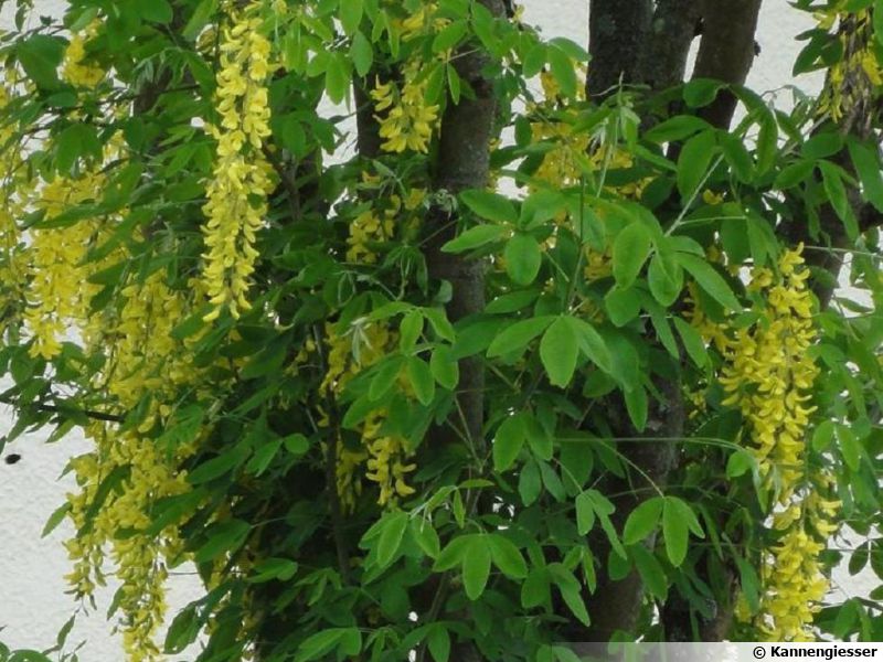 Cytise commun, Laburnum vulgare, Aubour, Faux ébénier, Bois de Lièvre ...