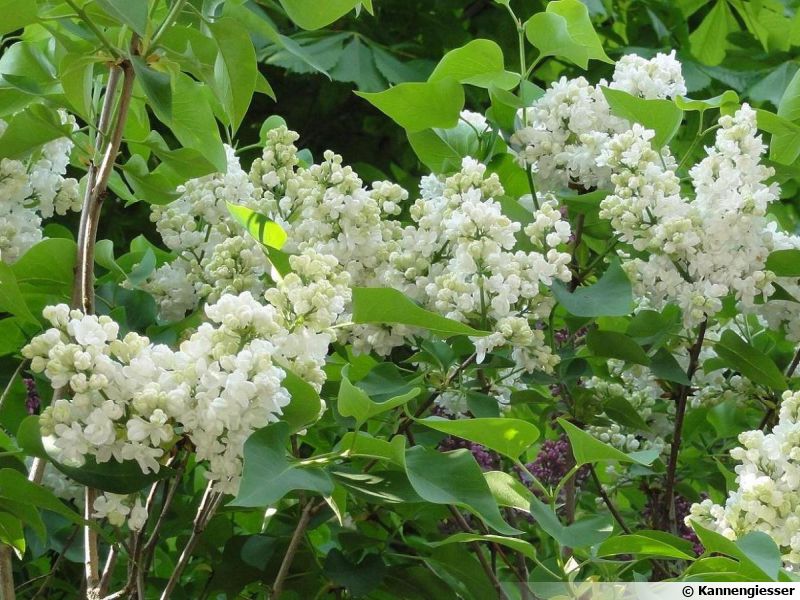 Lilas commun, Syringa vulgaris : planter, cultiver, multiplier