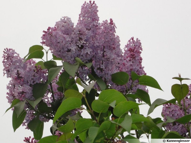 Lilas commun, Syringa vulgaris : planter, cultiver, multiplier
