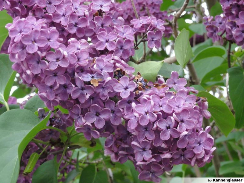 Lilas commun, Syringa vulgaris : planter, cultiver, multiplier