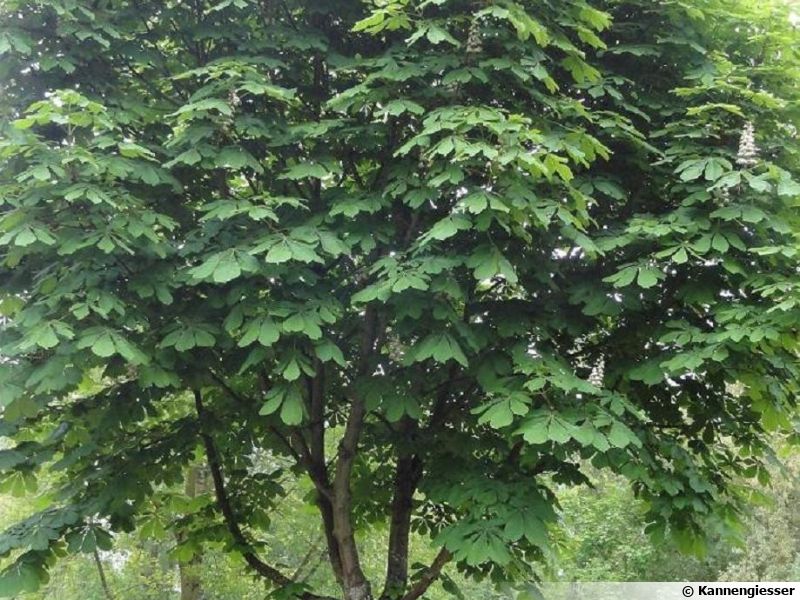 Marronnier d'Inde, Marronnier commun, Aesculus hippocastanum : planter ...