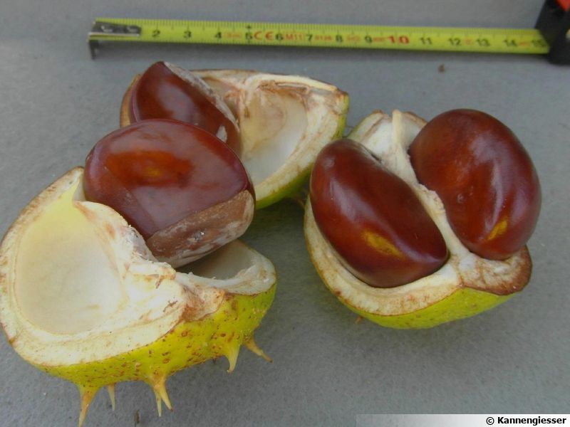 Marronnier d'Inde, Marronnier commun, Aesculus hippocastanum : planter ...