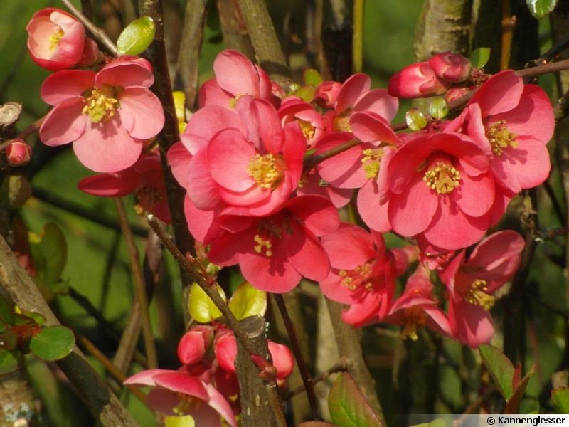 Cognassier du Japon, Poirier du Japon, Cognassier à fleurs, Chaenomeles ...