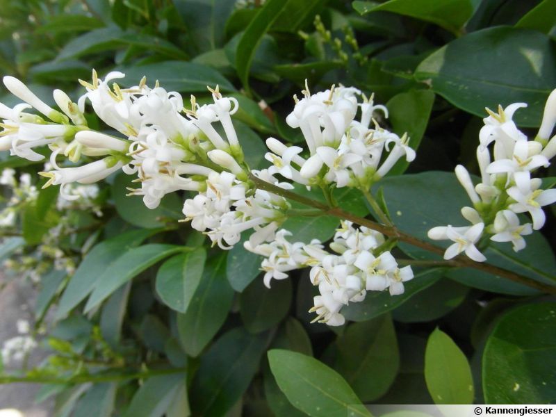 Troène, Ligustrum : planter, cultiver, multiplier