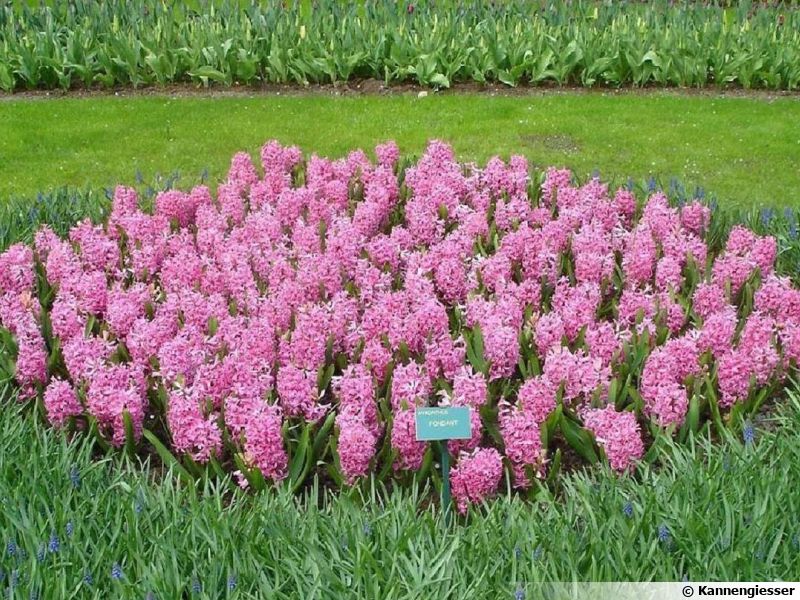 Jacinthe, Hyacinthus orientalis : planter, cultiver, multiplier