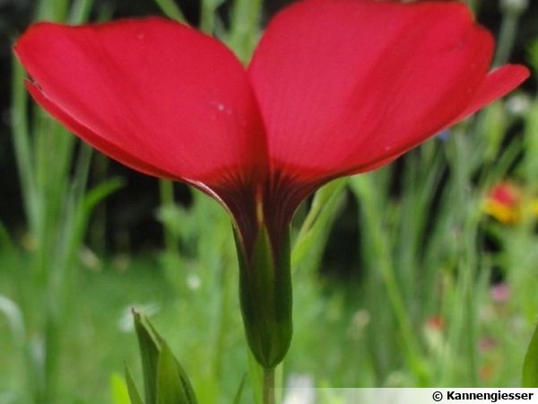 Lin, Linum : planter, cultiver, multiplier