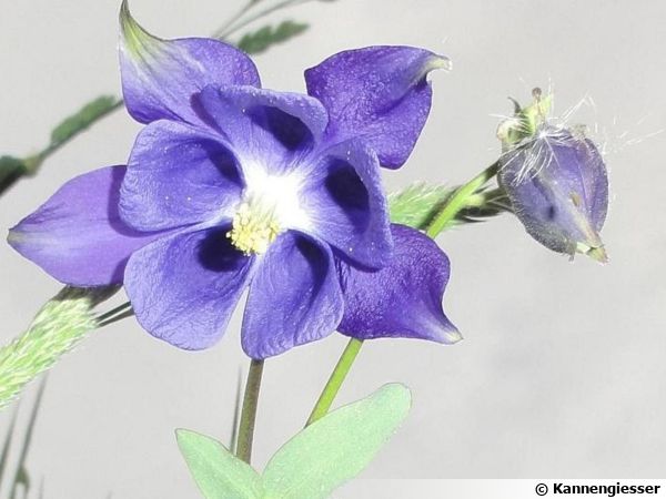 Ancolie des jardins, Aquilegia vulgaris : planter, cultiver, multiplier
