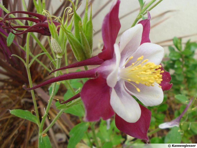 Ancolie des jardins, Aquilegia vulgaris : planter, cultiver, multiplier