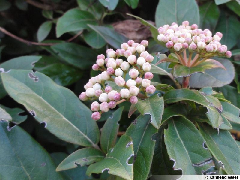 Laurier-tin (Viburnum tinus) : l'arbuste idéal pour une haie fleurie en ...