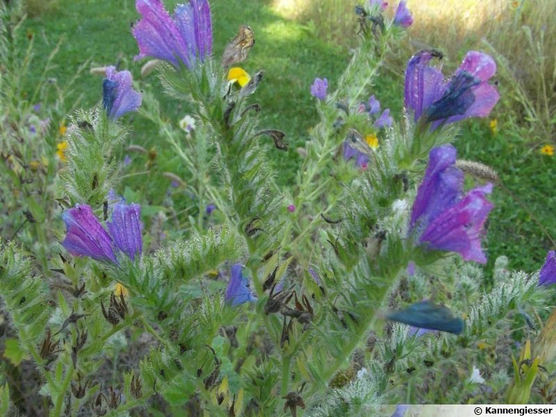 Vipérine commune, Langue d'oie, Herbe aux vipères, Echium vulgare ...