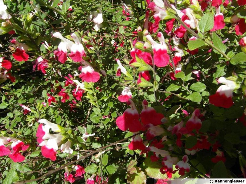 Sauge de Graham, Salvia microphylla : planter, cultiver, multiplier