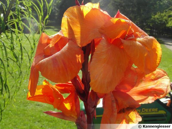 Balisier, Canna : planter, cultiver, multiplier