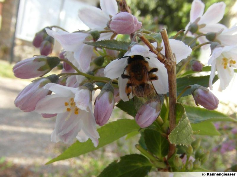 Deutzie, Deutzia : planter, cultiver, multiplier
