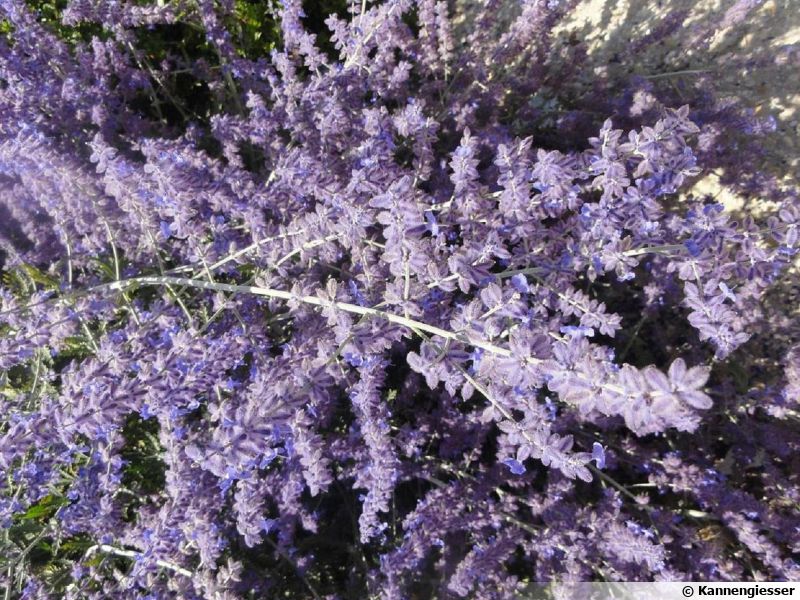 Perovskia, Sauge russe, Lavande d'Afghanistan : planter, cultiver ...