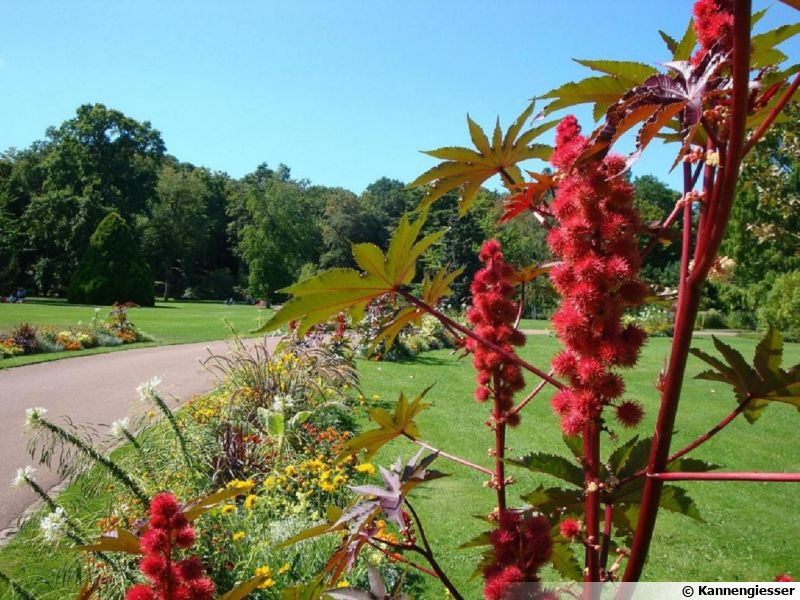 Ricin commun, Ricinus communis : planter, cultiver, multiplier