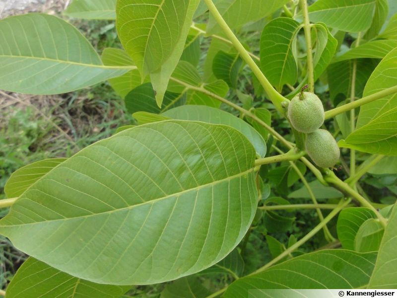 Noyer commun (Noix) : planter, cultiver, récolter