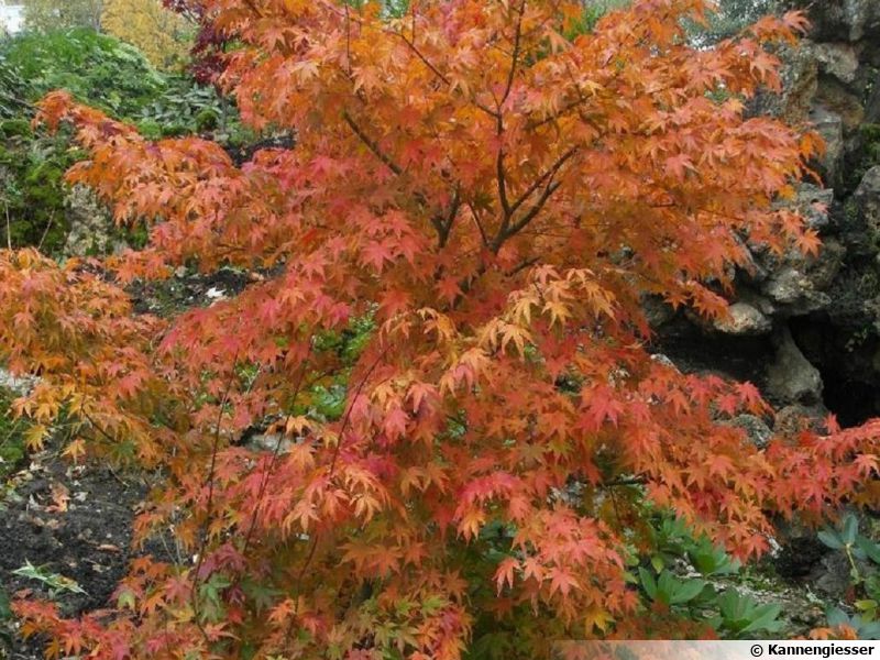 Erable palmé, Erable du Japon lisse, Acer palmatum : planter, cultiver