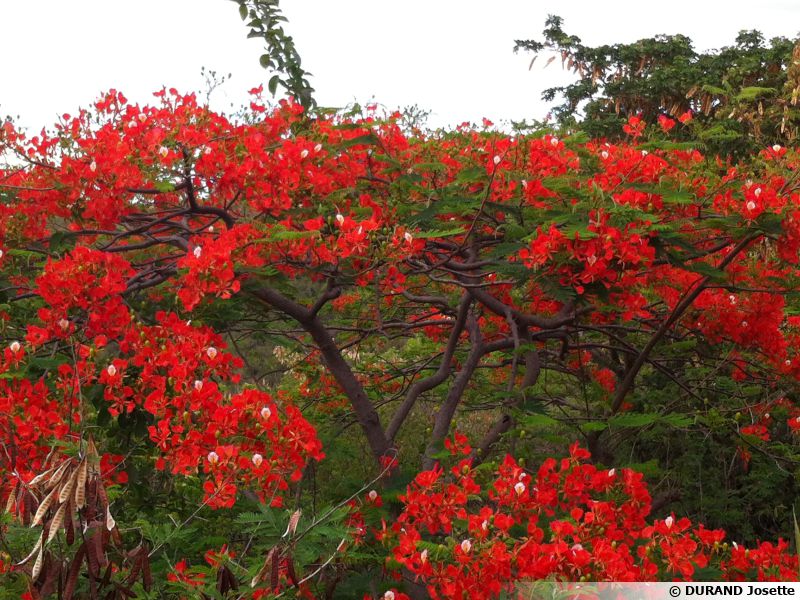 Flamboyant, Delonix regia : planter, cultiver, multiplier