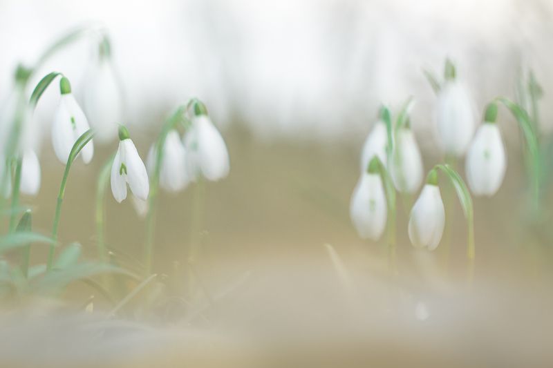 Perce-neige, Galanthus nivalis : planter, cultiver, multiplier