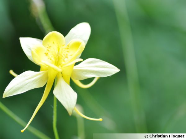 Ancolie des jardins, Aquilegia vulgaris : planter, cultiver, multiplier