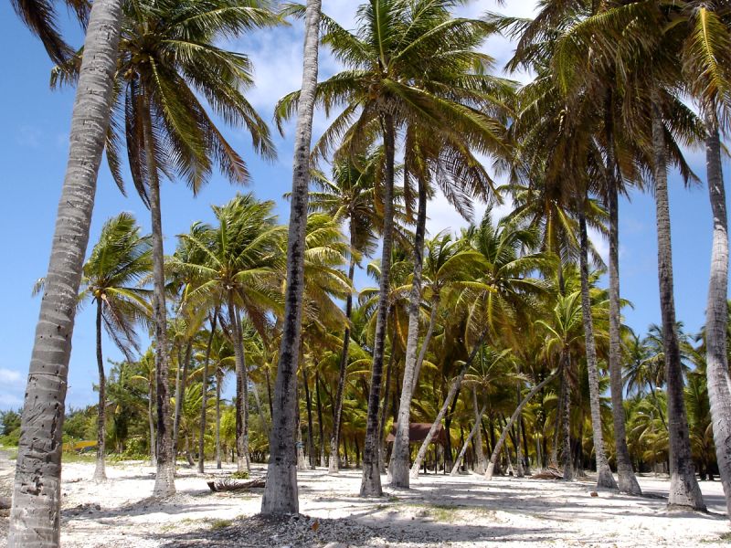 Cocotier, Cocos nucifera : planter, cultiver, multiplier