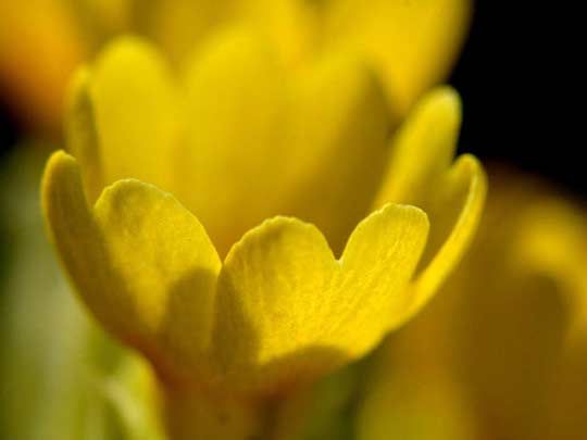 Coucou, Primevère officinale, Primula veris : planter, cultiver, multiplier