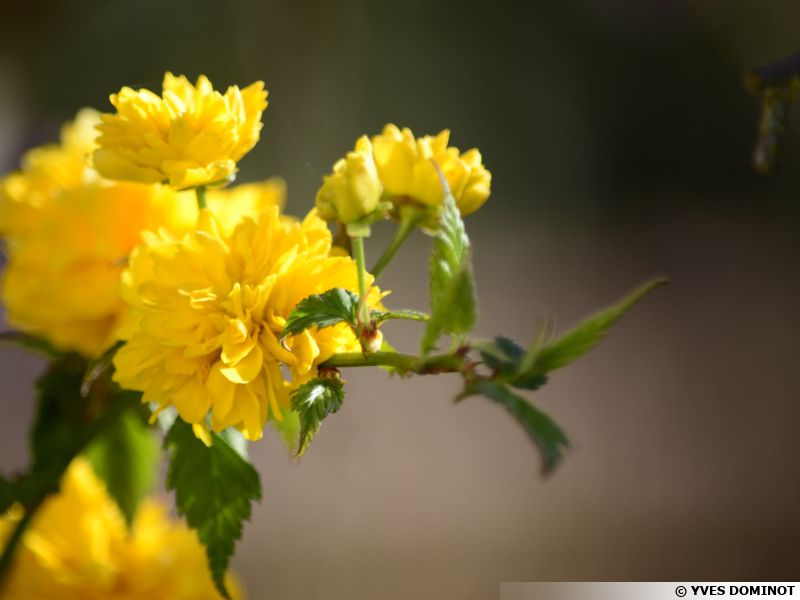 Corête du Japon, Kerria japonica : planter, cultiver, multiplier