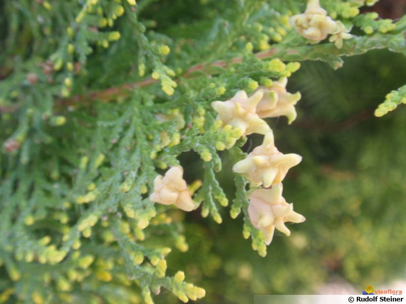 Thuya, Thuja : planter, cultiver, multiplier