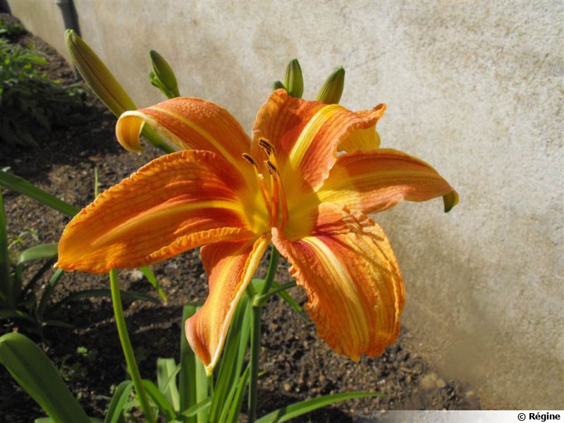 Hémérocalle, Lis d'un jour, Hemerocallis : planter, cultiver, multiplier