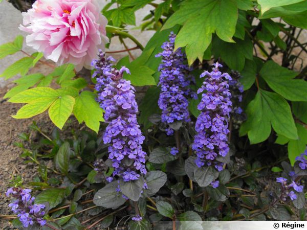 Bugle rampante, Petite consoude, Ajuga reptans : planter, cultiver ...