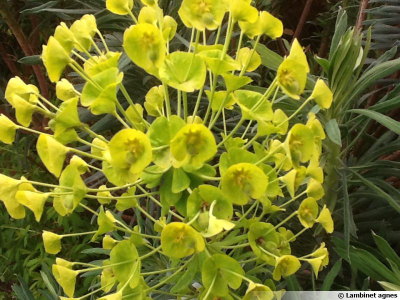 Euphorbe des garrigues, Euphorbia characias : planter, cultiver, multiplier