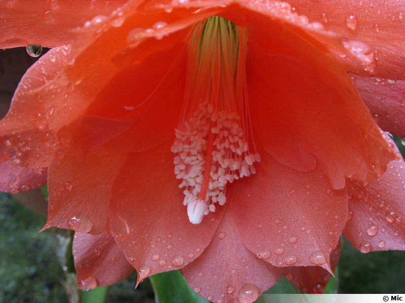 Cactus orchidée, Epicactus, Epiphyllum : planter, cultiver, multiplier