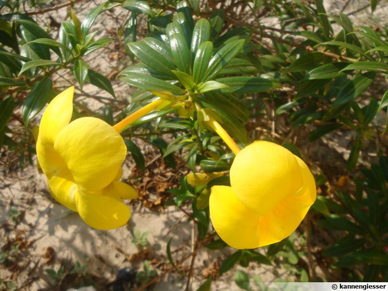 Allamanda jaune, Liane à lait, Trompette d'or, Allamanda cathartica ...