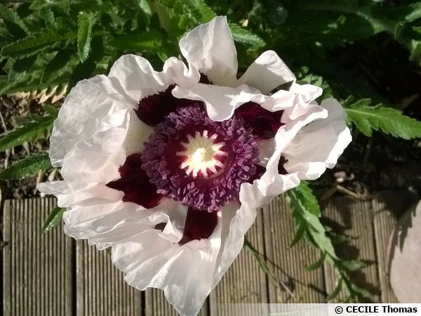 Pavot, Papaver : planter, cultiver, multiplier