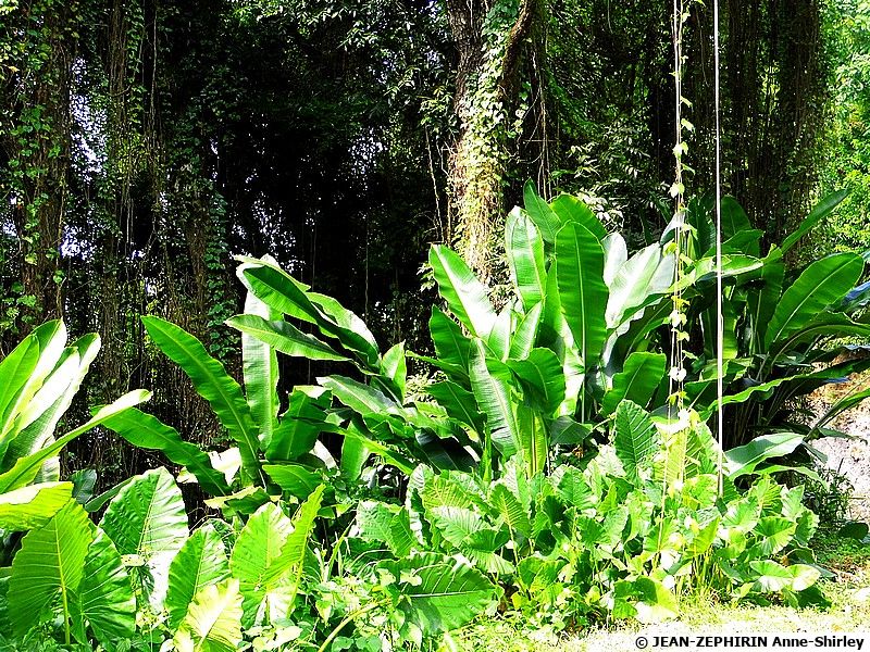 Balisier des Caraïbes (Heliconia caribaea) : une plante exotique aux ...