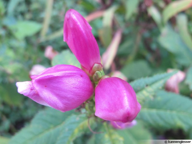 Galane oblique, Galane tête de tortue, Chelone oblica : planter ...
