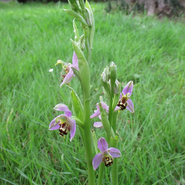 Orchidée abeille, Ophrys abeille, Ophrys apifera : planter, cultiver ...