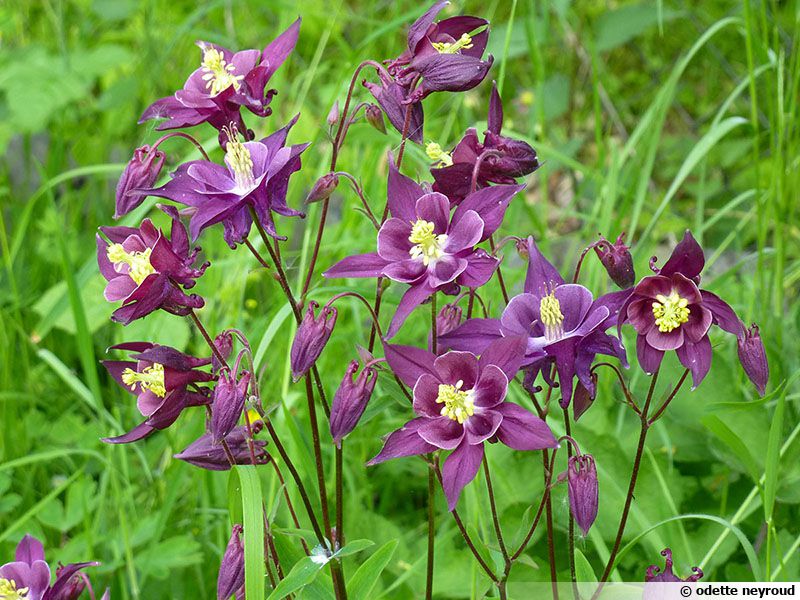 Ancolie des jardins, Aquilegia vulgaris : planter, cultiver, multiplier