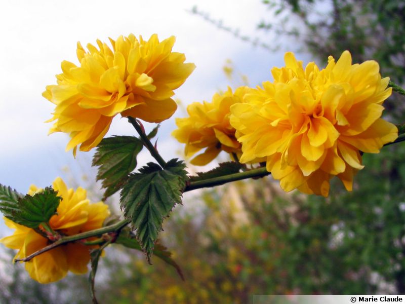 Corête du Japon, Kerria japonica : planter, cultiver, multiplier