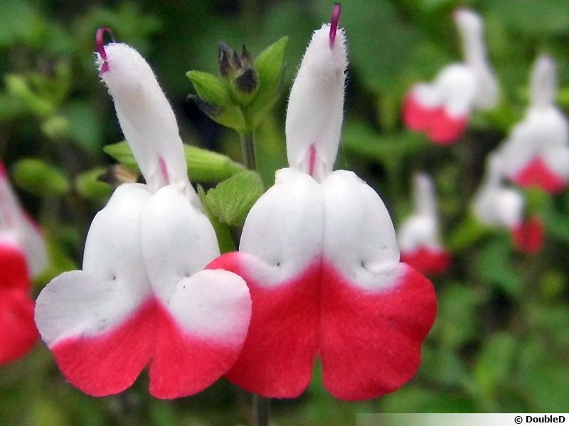 Sauge de Graham, Salvia microphylla : planter, cultiver, multiplier