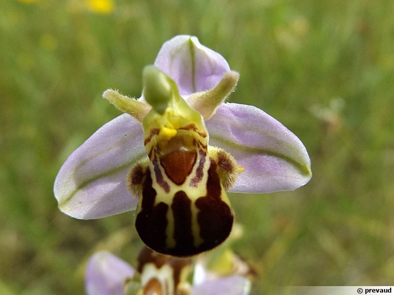 Orchidée abeille, Ophrys abeille, Ophrys apifera : planter, cultiver ...