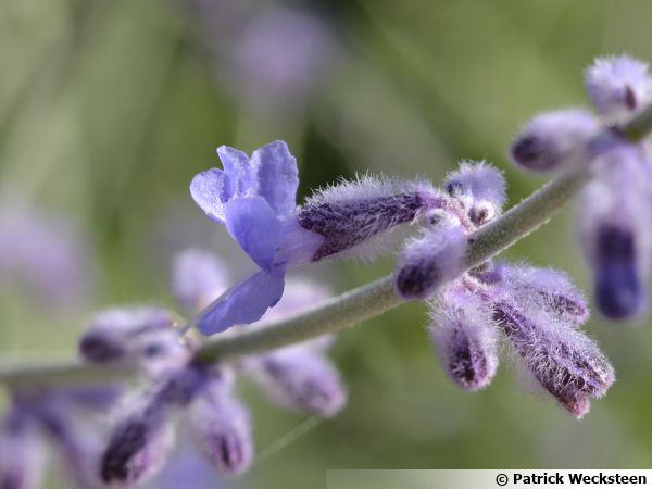 Perovskia, Sauge russe, Lavande d'Afghanistan : planter, cultiver ...