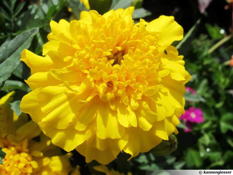Rose d'Inde, Tagetes erecta : planter, cultiver, multiplier